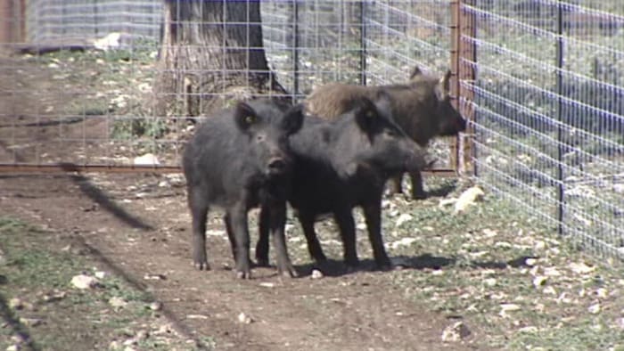 Hays County's $5 bounty for feral hog tails underway