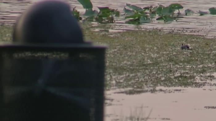 Man playing disc golf bitten by gator at Orlando park, officials say