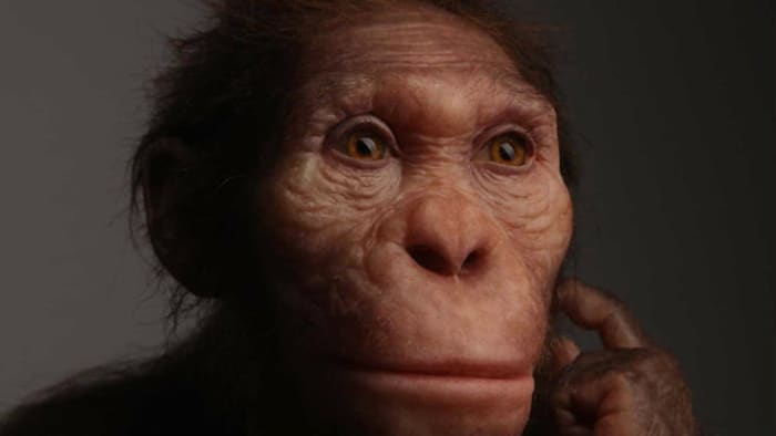 University of Michigan museum acquires reconstruction of extinct hominid