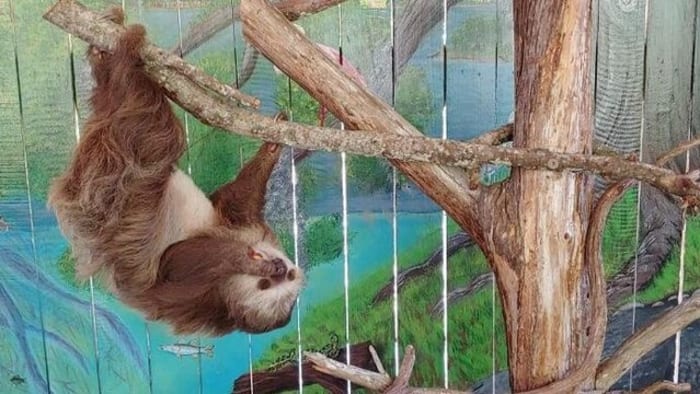 Sloths exhibit coming to St. Augustine Alligator Farm