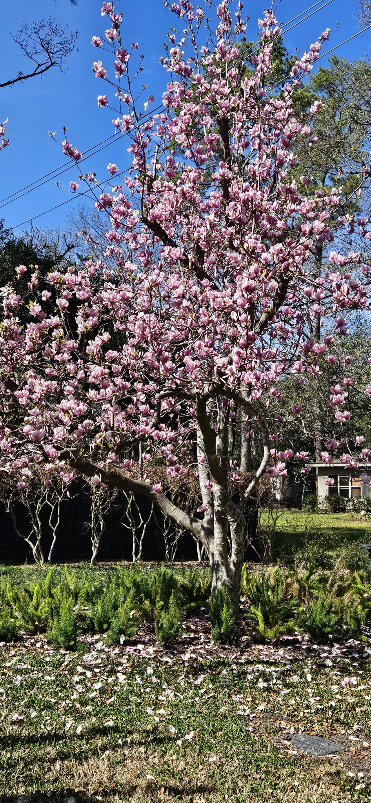 A post from Ron D. in Houston.