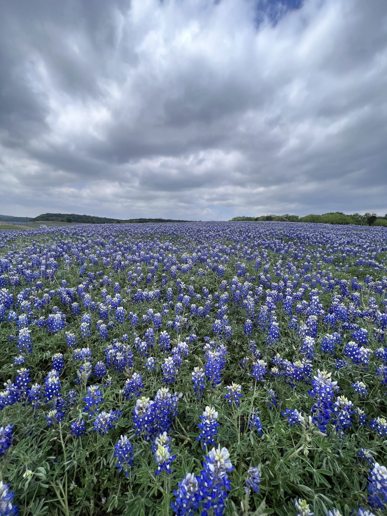 A post from Bluebonnet girl in Houston.