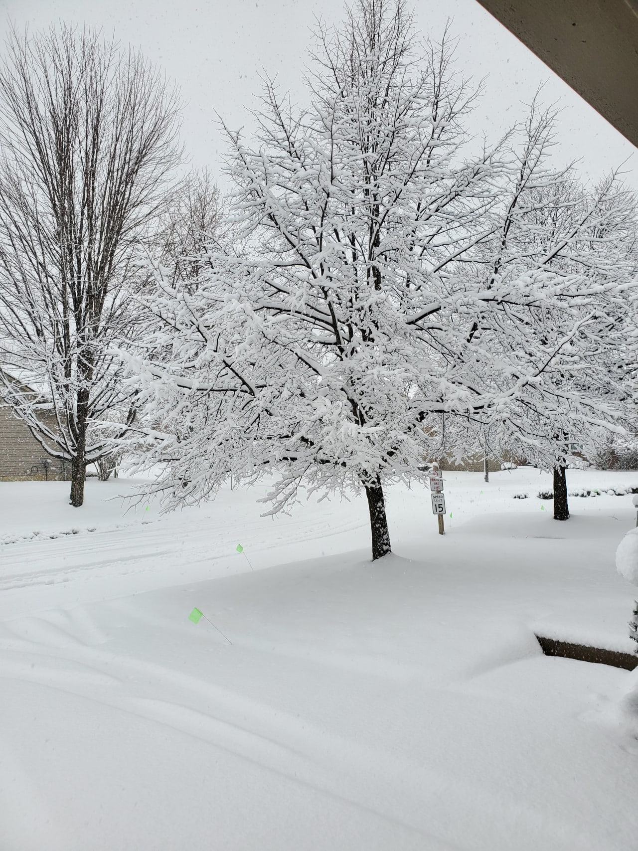 A post from Carol in Commerce Charter Township.