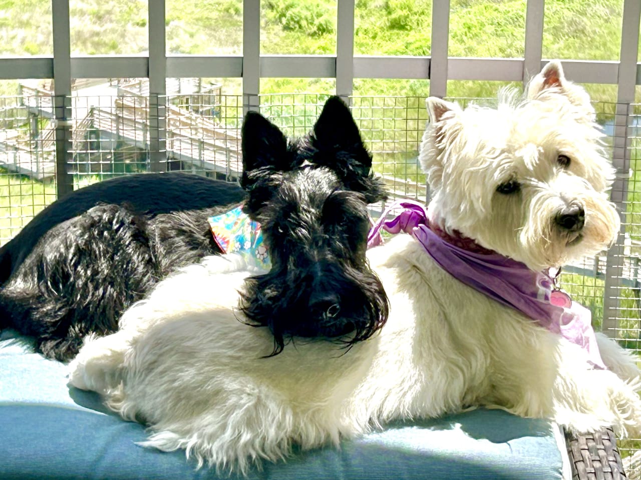 A post from Bonnie Mineo in Houston.