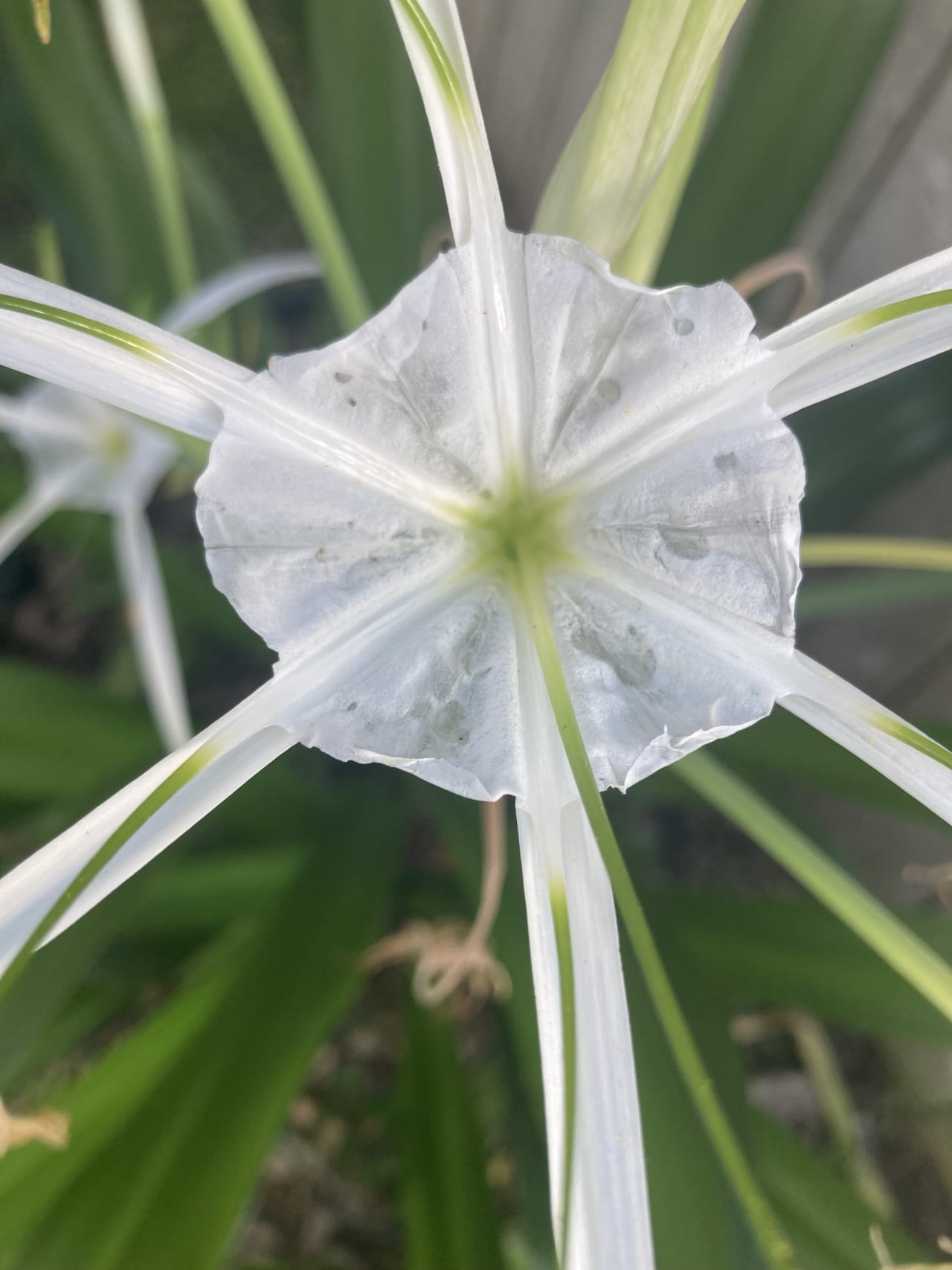 A post from Grace Fernandez in Sugar Land.