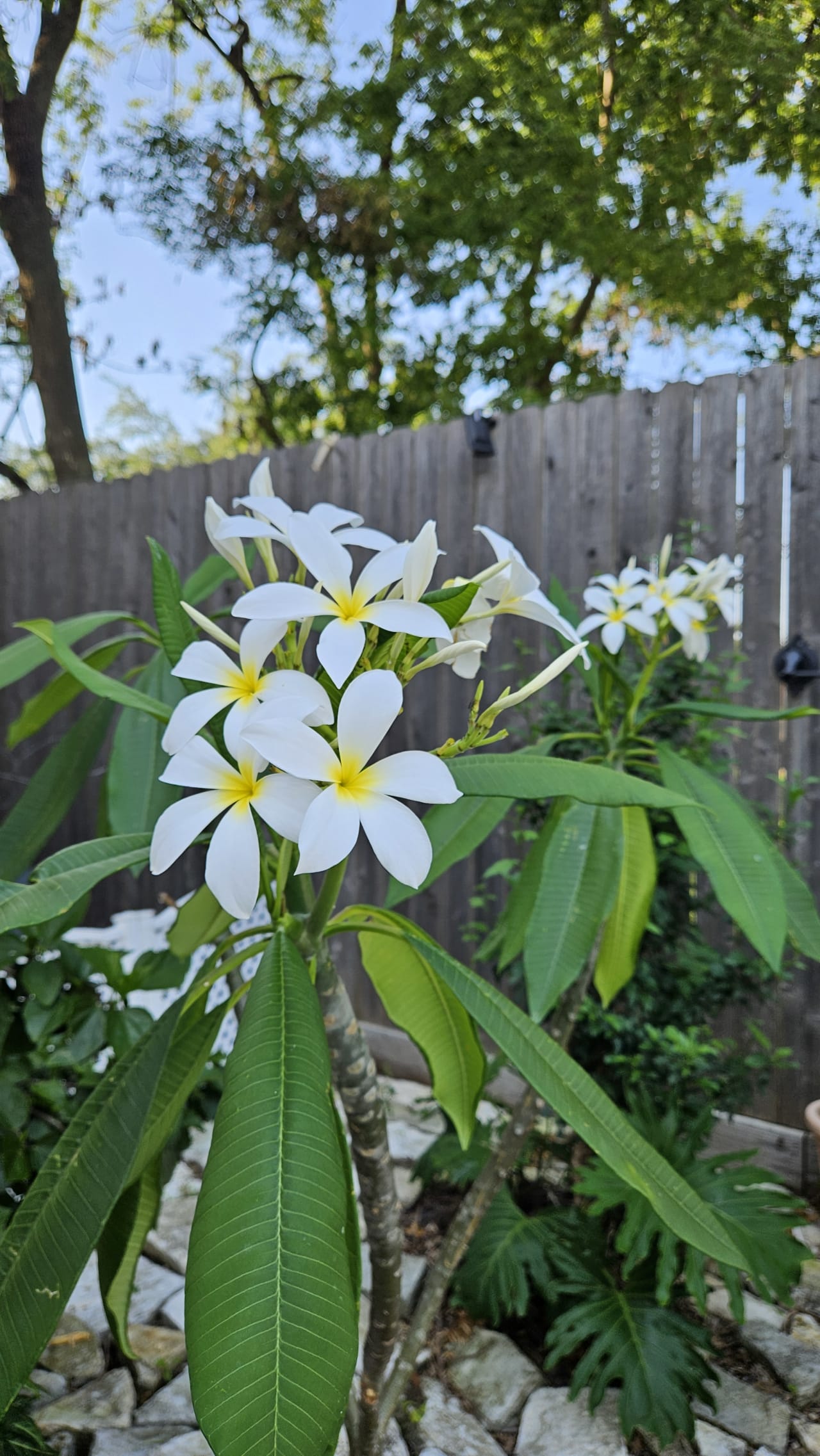 A post from Ron D. in Houston.