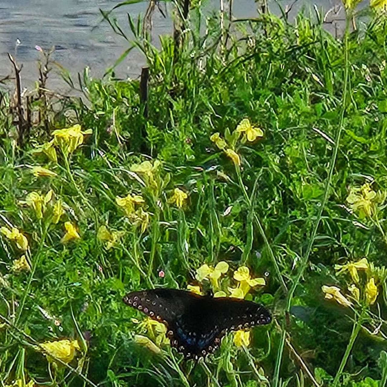 A post from Ron D. in Houston.