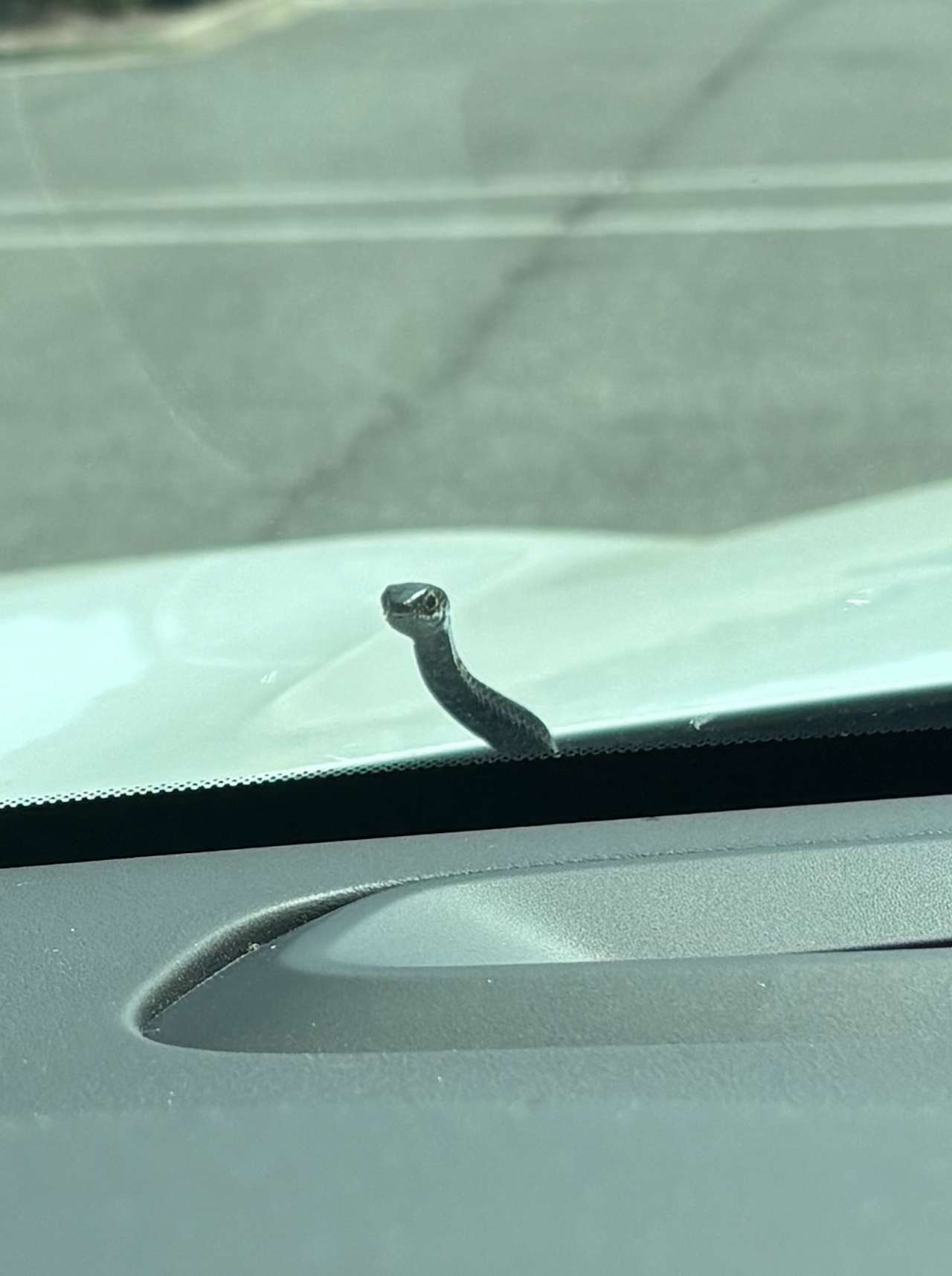 A post from Rhonda Maddox in Callahan.