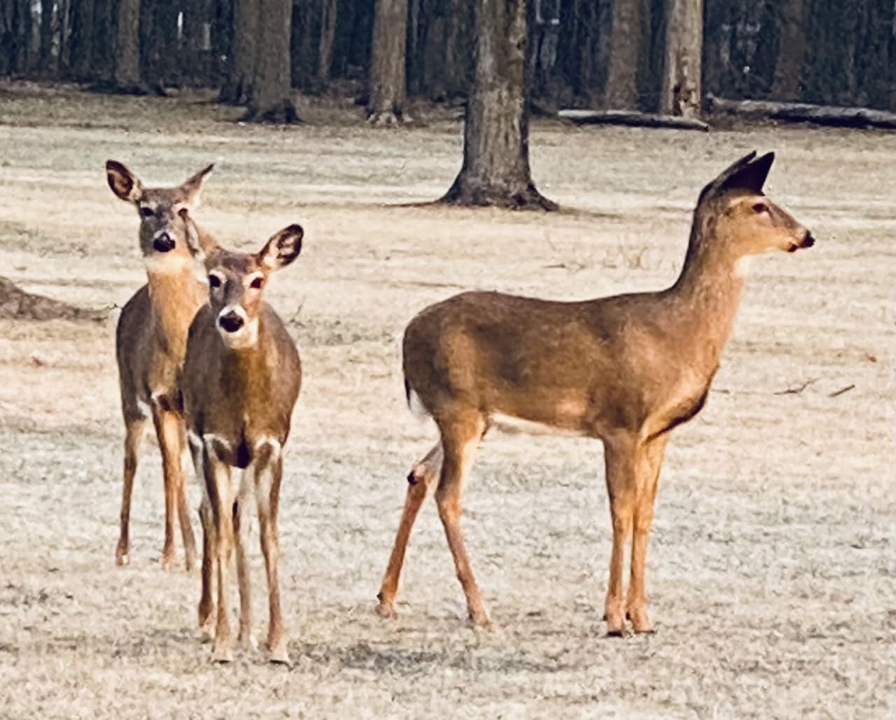 A post from Patti Cooper-Koerner in Troy.