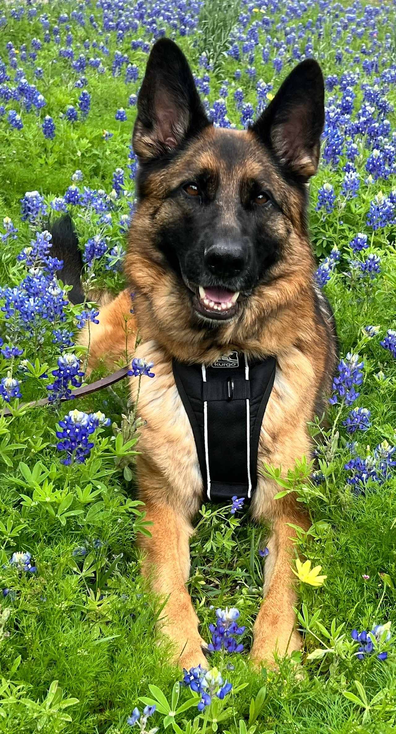 A post from Piper Ann in Alamo Heights.