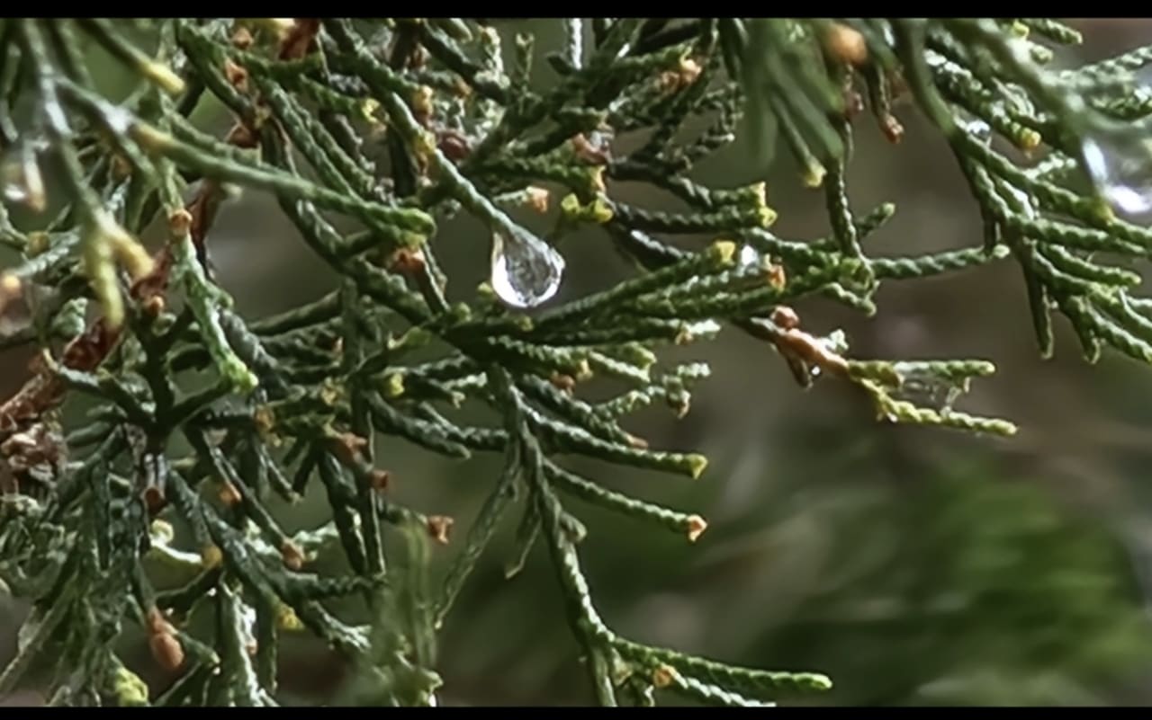 A post from Brenda Shafer in Roanoke.