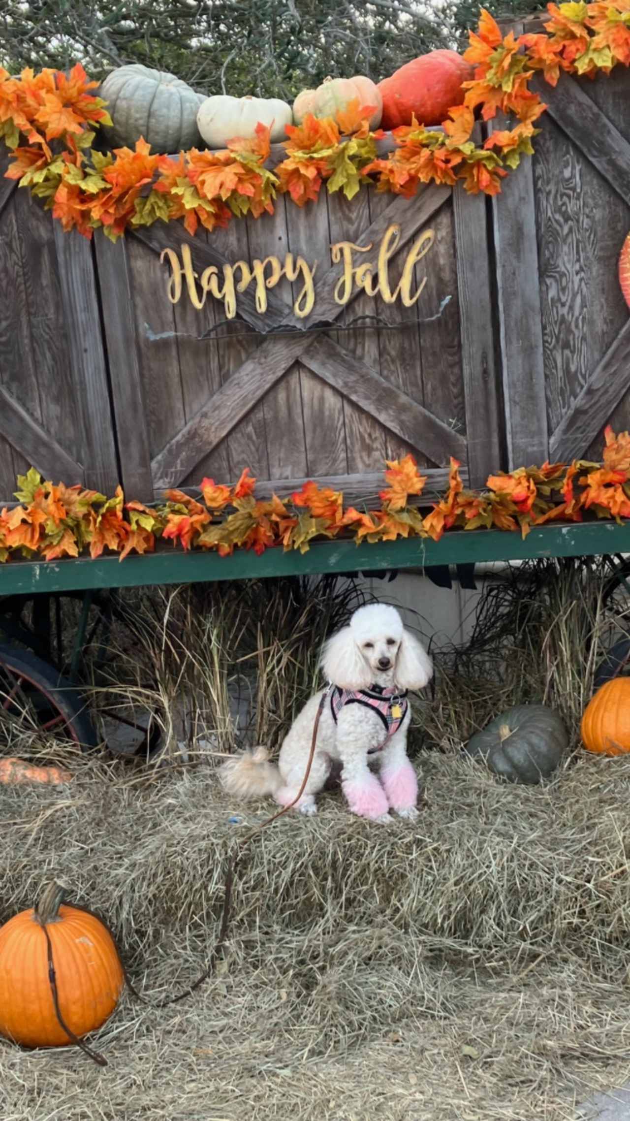 A post from connie todd in Winter Garden.