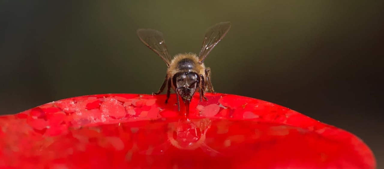 A post from paulg in Castroville.