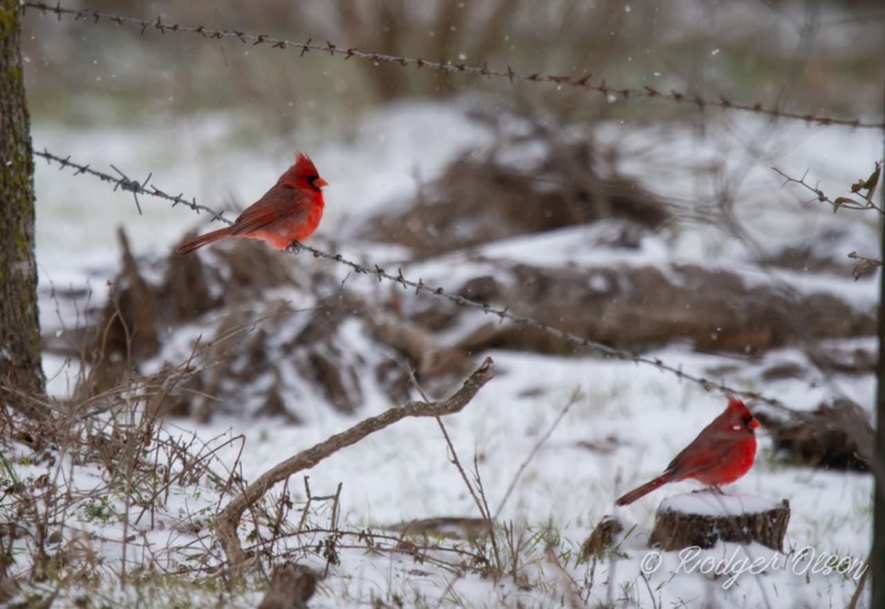 A post from Rodger.Olson in La Vernia.