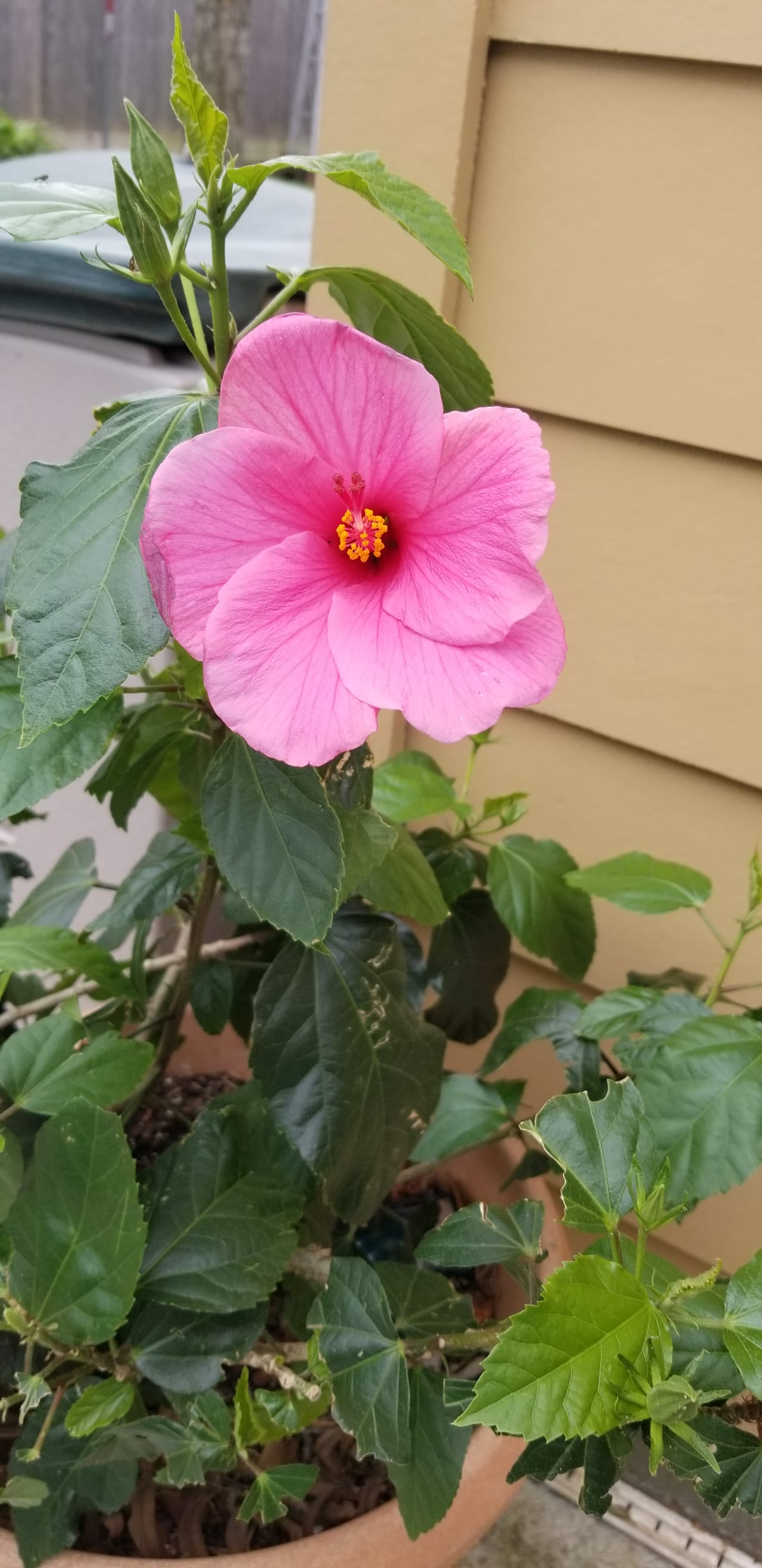 A post from Ron_D in Houston.