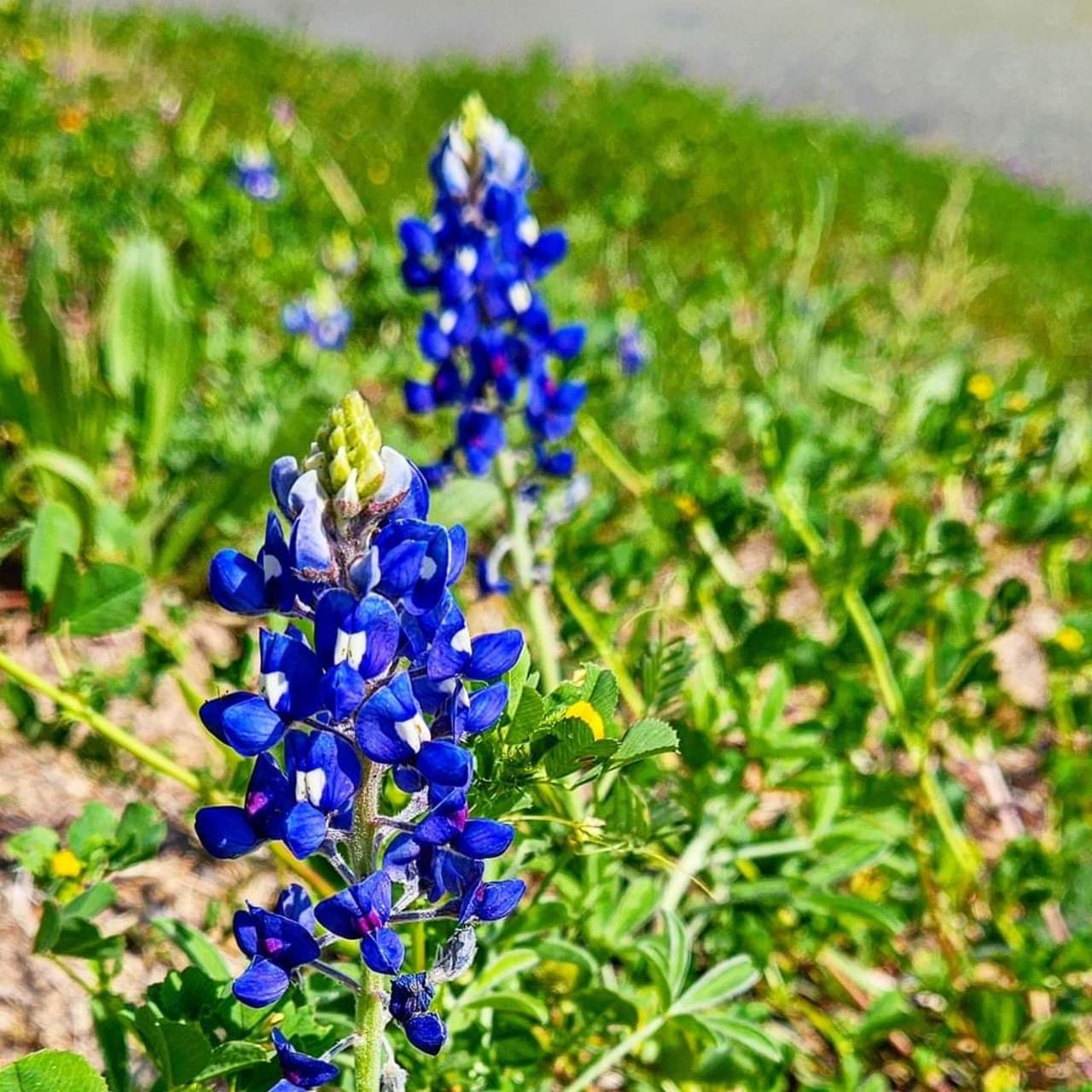 A post from Ron D. in Houston.