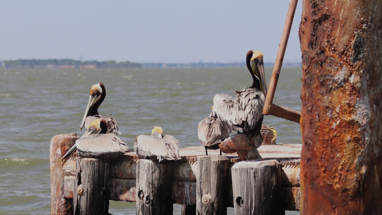 A post from baytownbill2 in Seabrook.