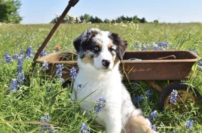 🔒 It’s National Puppy Day and the Insider puppies have come to play!