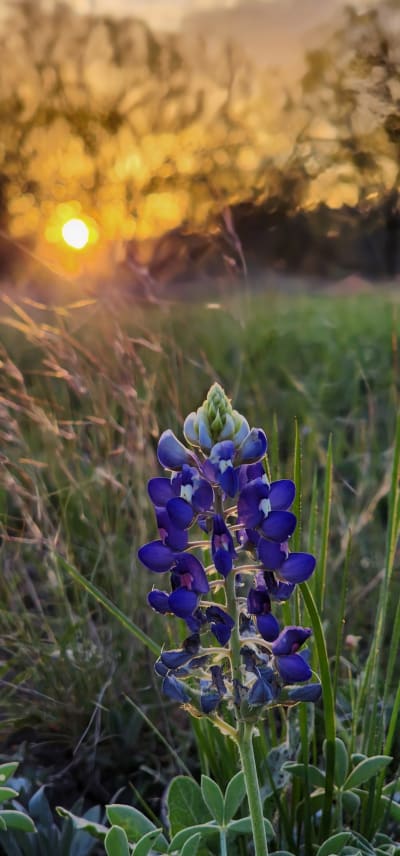 🔒The best of the best bluebonnets: 15 photos you have to see out of Texas