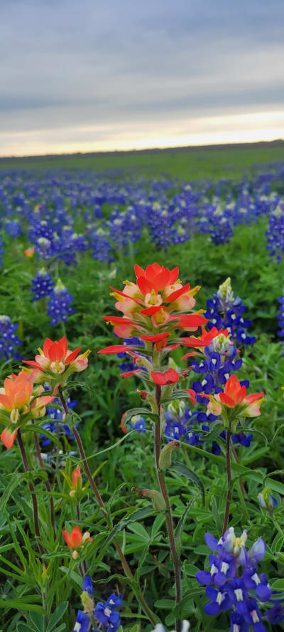🔒The best of the best bluebonnets: 15 photos you have to see out of Texas