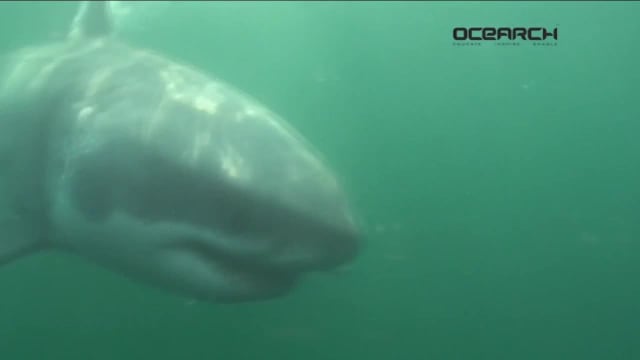 Water too cold for white sharks