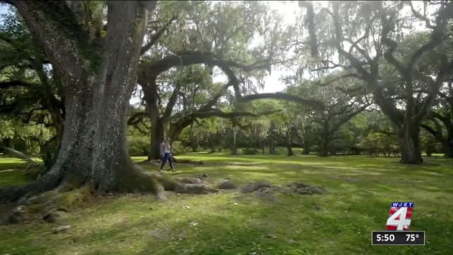 Trees that best fight climate change