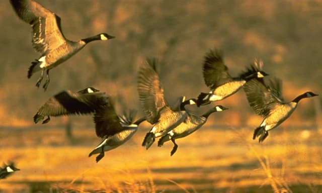 Texas Parks and Wildlife issues precautions for hunters, handlers as ...