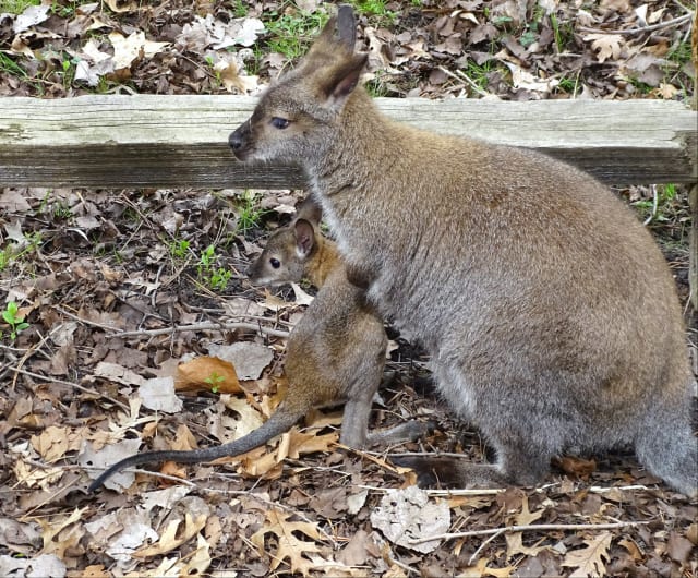 newborn wallaby