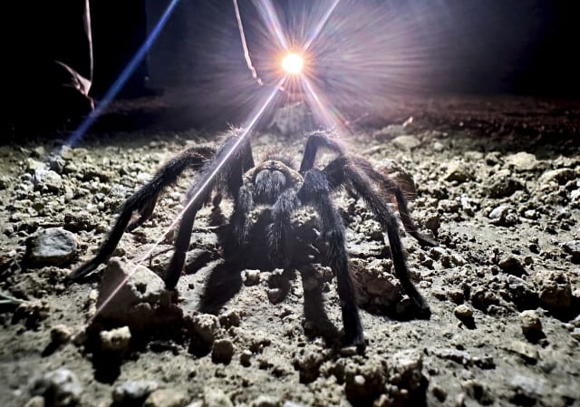 araneus cavaticus mating