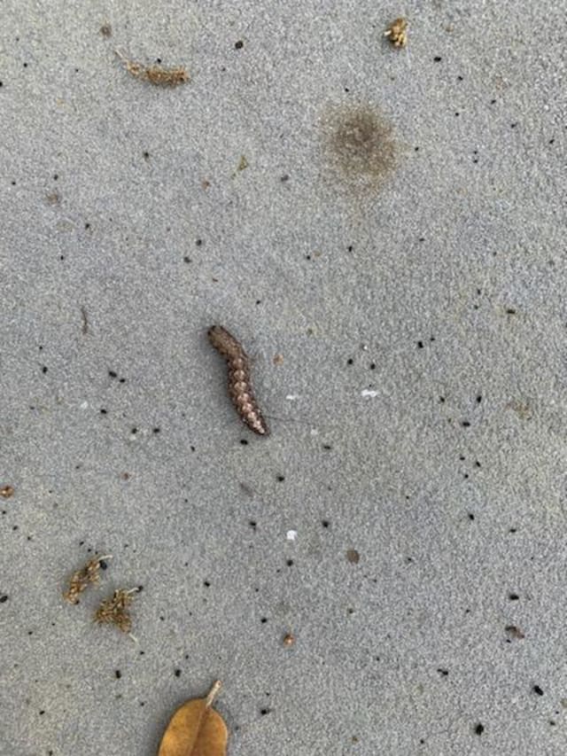 oak tree pollen worms
