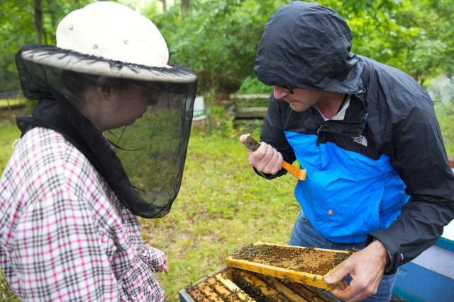 Nearly half of US honeybee colonies died last year. Struggling ...