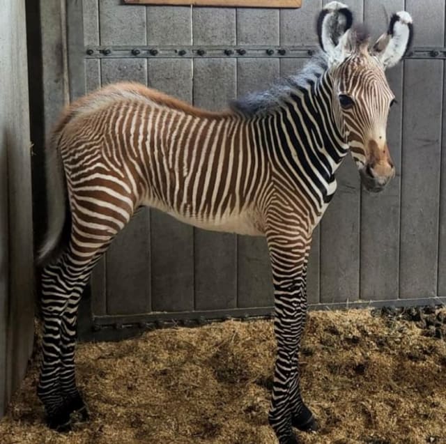 zebra newborn