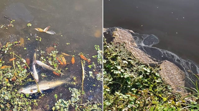 Thousands of freshwater fish going extinct