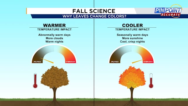 Why Do Leaves Change Color In The Fall Worksheet
