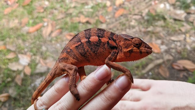 chameleon lizard
