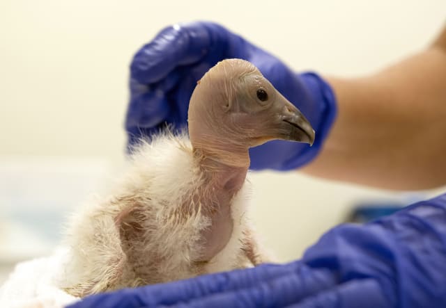 andean condor chicks