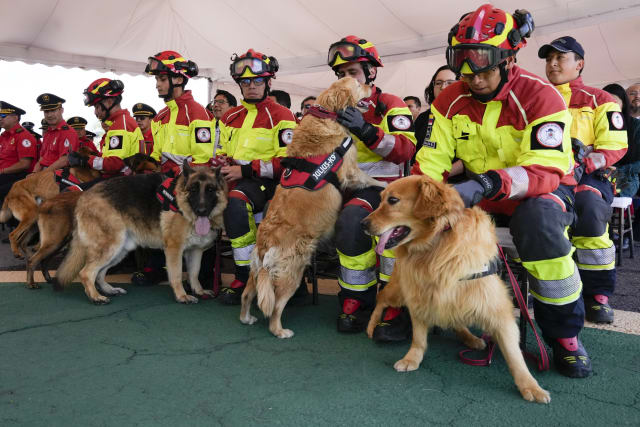 Informativo Animalista: Perros bombero que ayudaron a sobrevivientes de ...