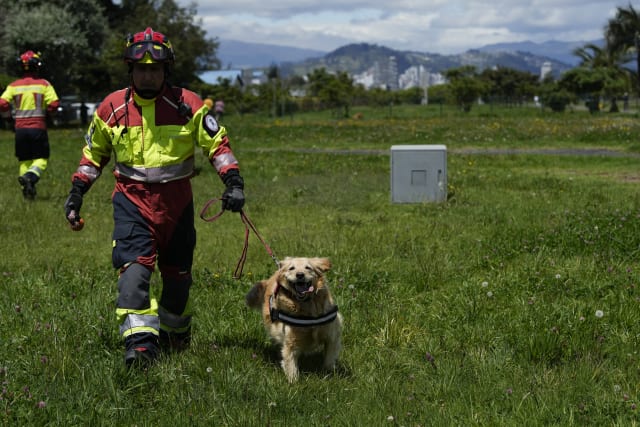Los Perros Ayudan A Los Bomberos