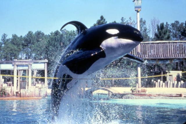 50 Aniversario De Seaworld