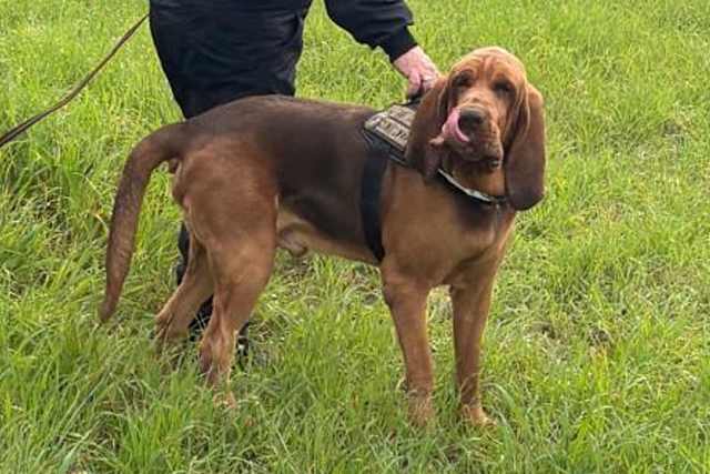 bloodhound attack dog