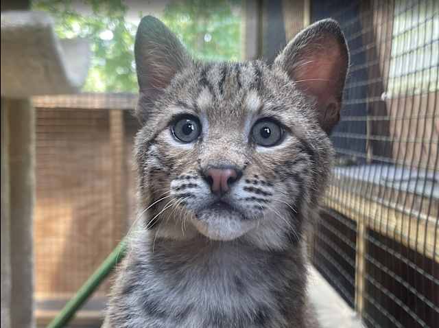 kitten bobcat