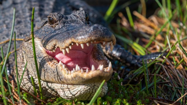 Watch out! These are the most gator-infested lakes in Florida