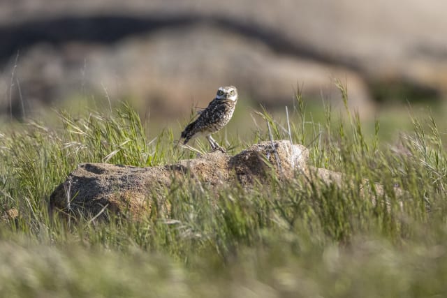 Fake poop helps evicted owls settle into new neighborhood