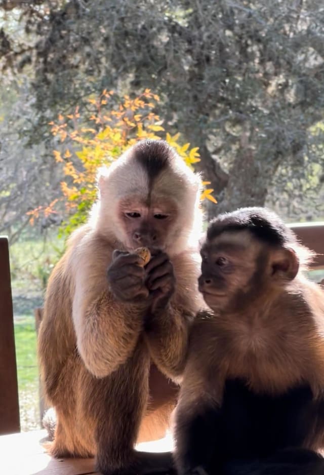 brown capuchin monkey pet