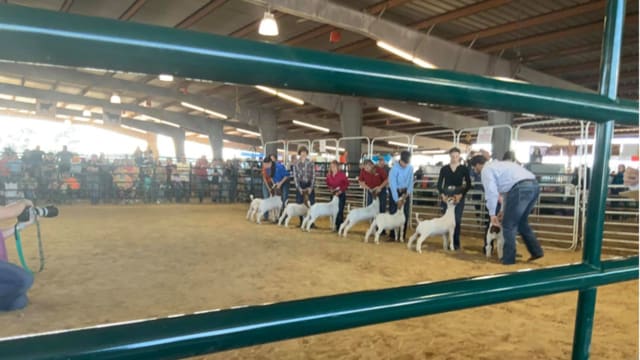 INSIDERS: The Pasadena Livestock Show & Rodeo is coming to town 🤠