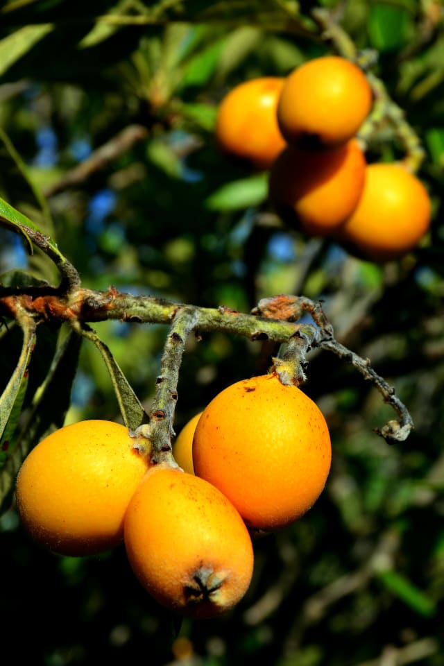 houston native fruit trees