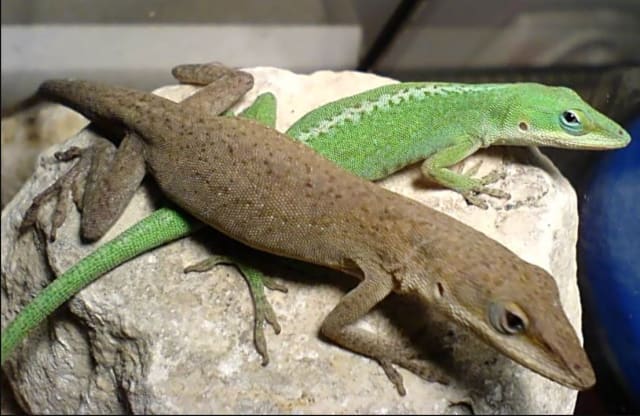 green lizard texas