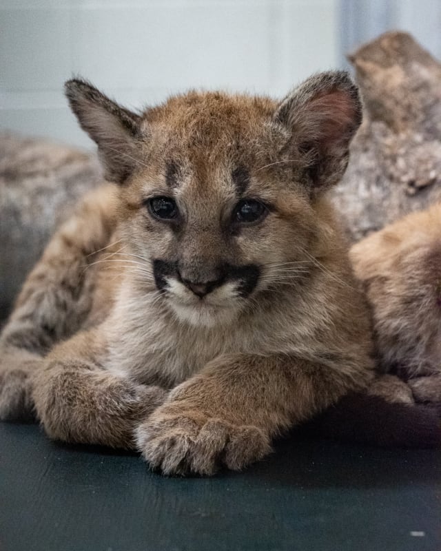 PHOTOS: There’s a new UH Shasta; 2 orphaned cougar cubs acquired by ...