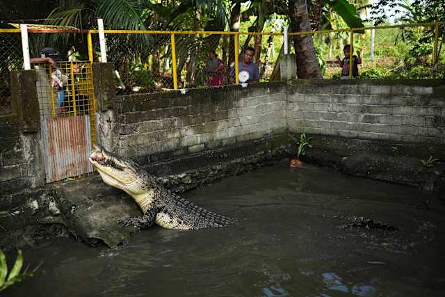 crocodile attacks handler