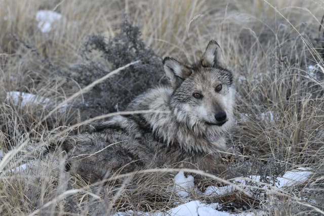 mexican grey wolf